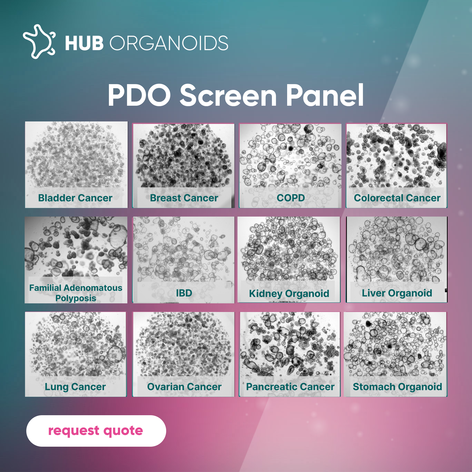 HUB Organoids for Drug Screening