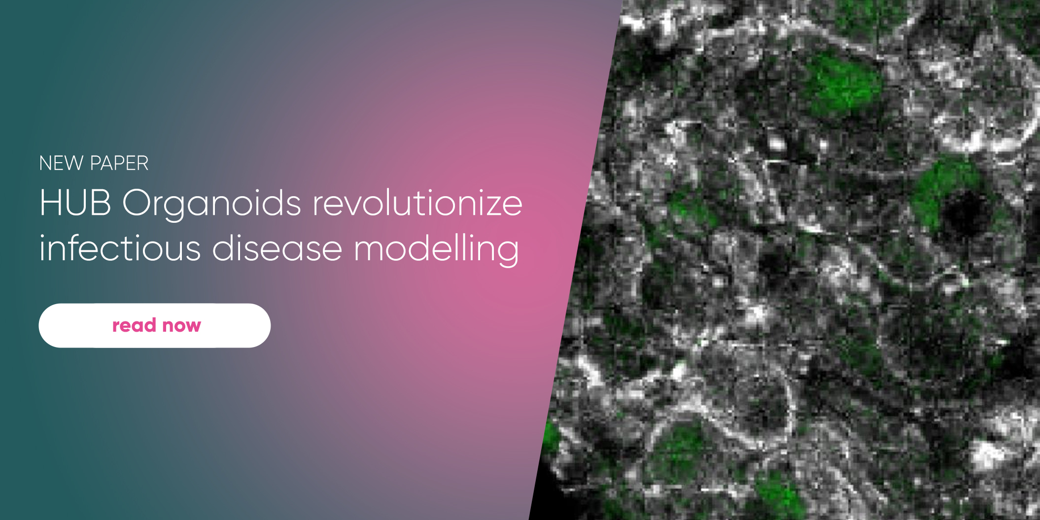 disease-modelling-HBV-infection-elife-publication