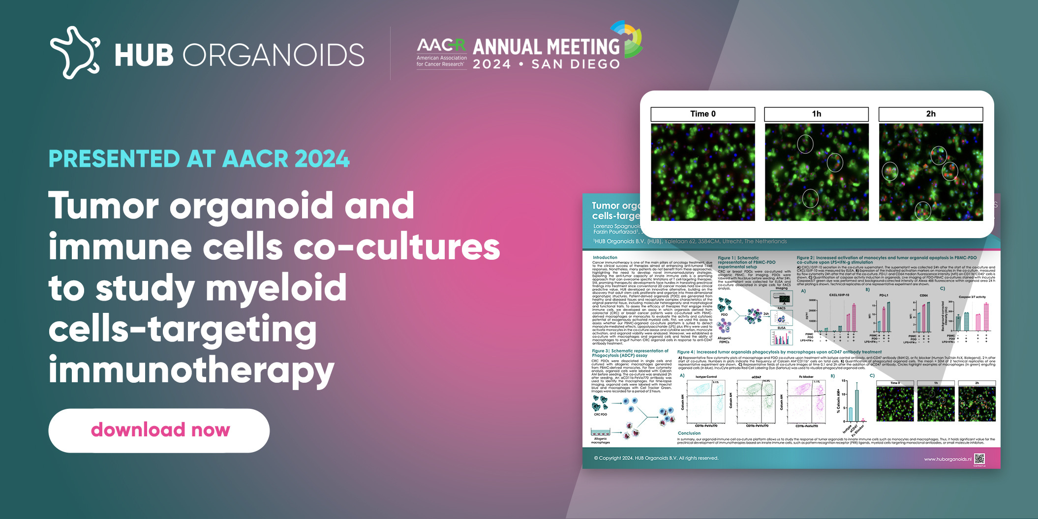 Poster download: Tumor organoid and immune cells co-cultures to study ...
